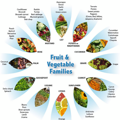 Fruit and Vegetable Families