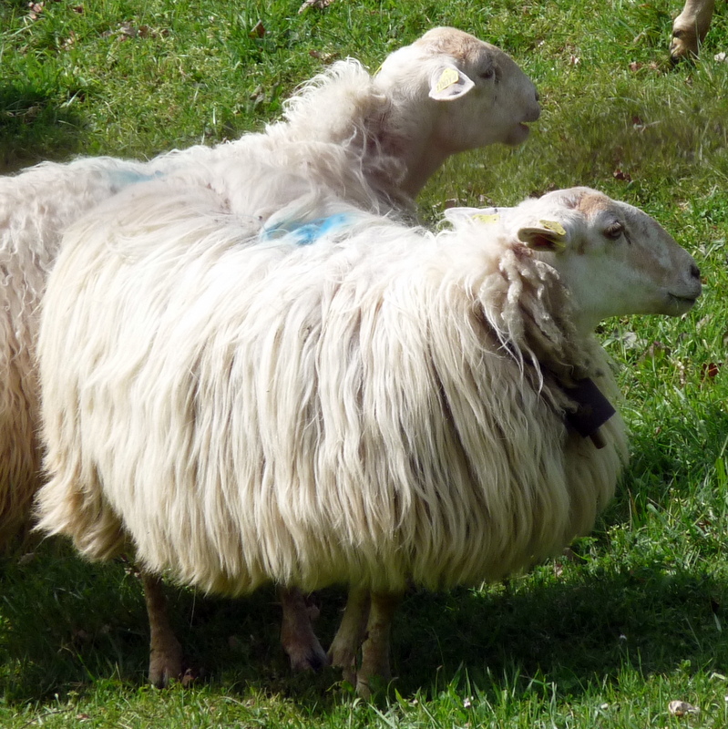 box elder: Basque sheep