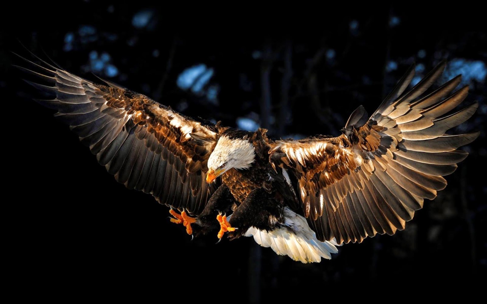 Rainha Dos Céus: Historia da 1°Cia PELOPES