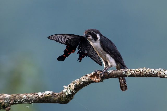 EKOGEO: 15 JENIS BURUNG FALCON (ALAP-ALAP) YANG BERMIGRASI DI DUNIA