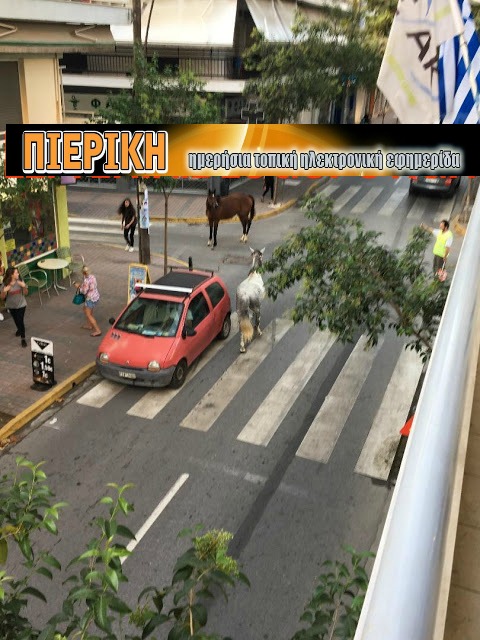 ΠΙΕΡΙΚΗ : ΚΑΤΕΡΙΝΗ ΕΚΤΑΚΤΟ ΑΝΑΣΤΑΤΩΣΗ ΣΤΟ ΚΕΝΤΡΟ: ΠΡΩΙΝΗ ΒΟΛΤΑ ΑΛΟΓΩΝ ...