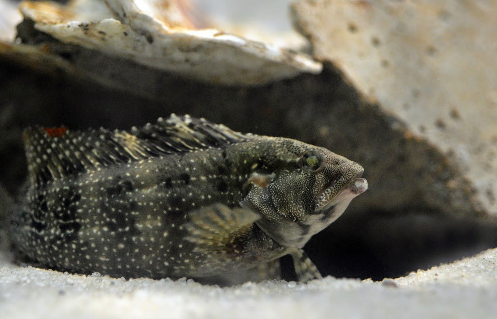 Our new "Oyster Reef Ecosystem" exhibit: striped burrfish, blennies ...