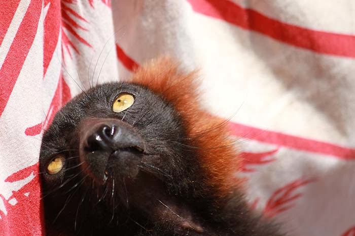 Vu par MamLéa: Maki Vari roux