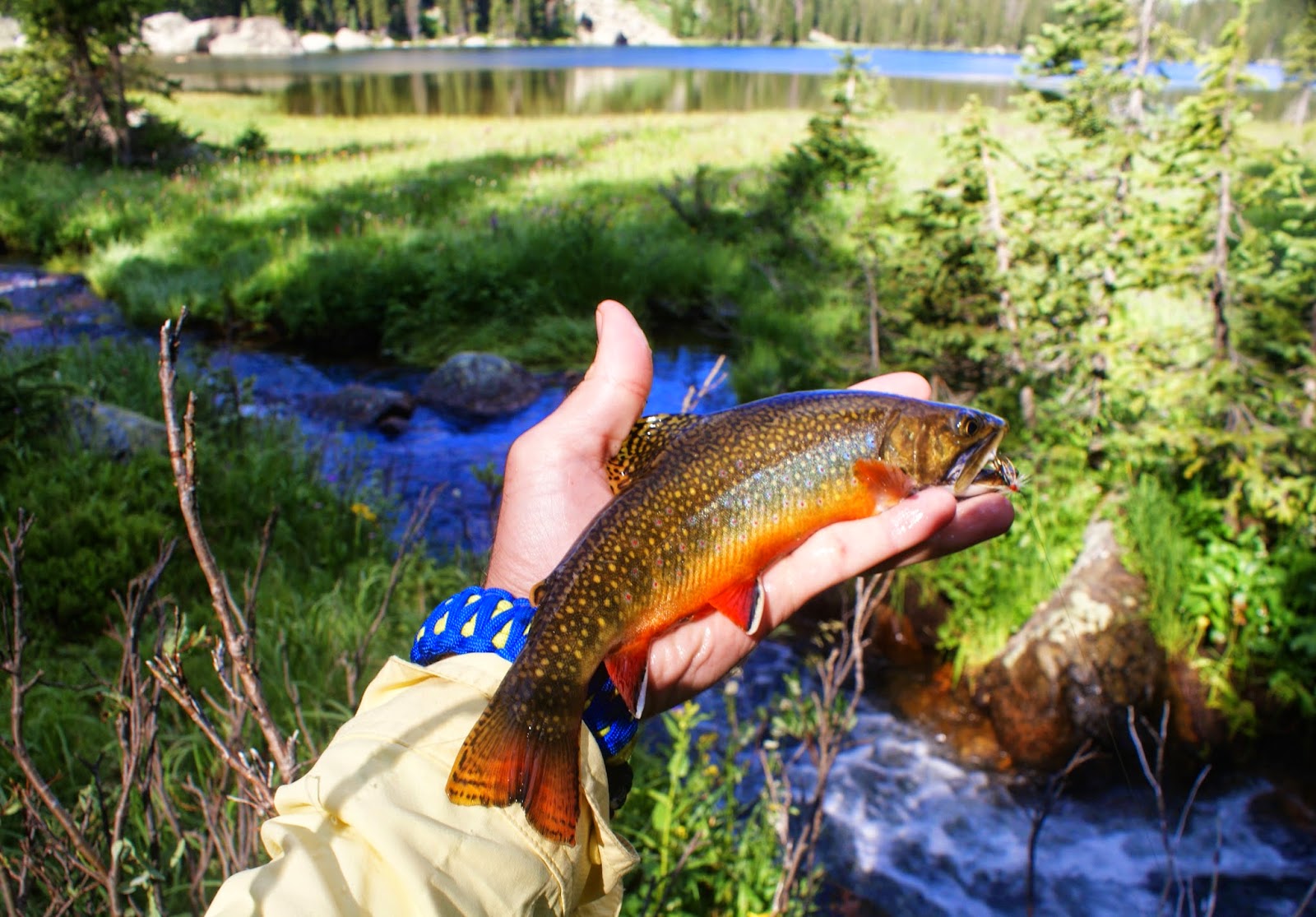 The Search for Native Salmonids