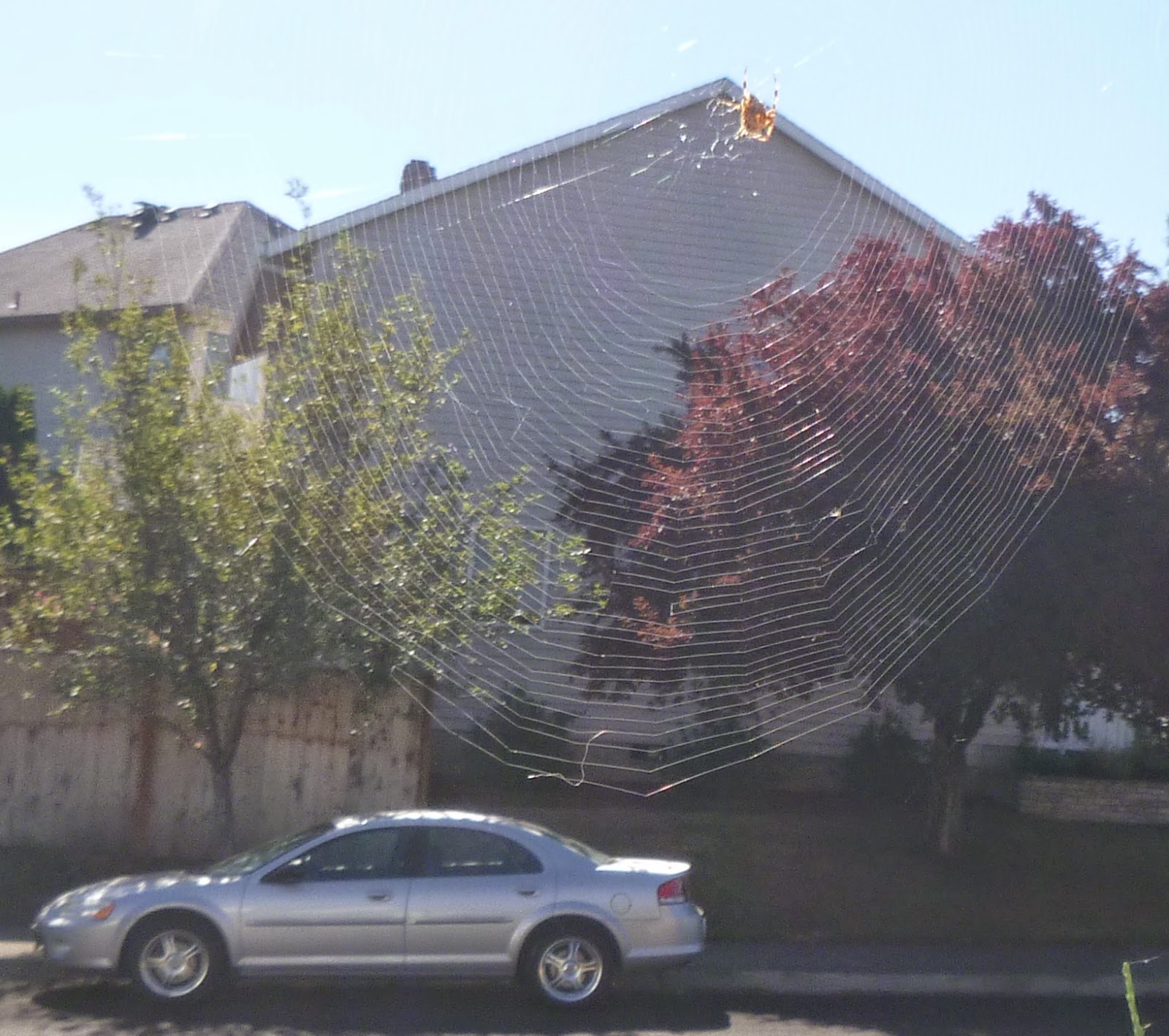 Pergelator: Giant Mutant Spider