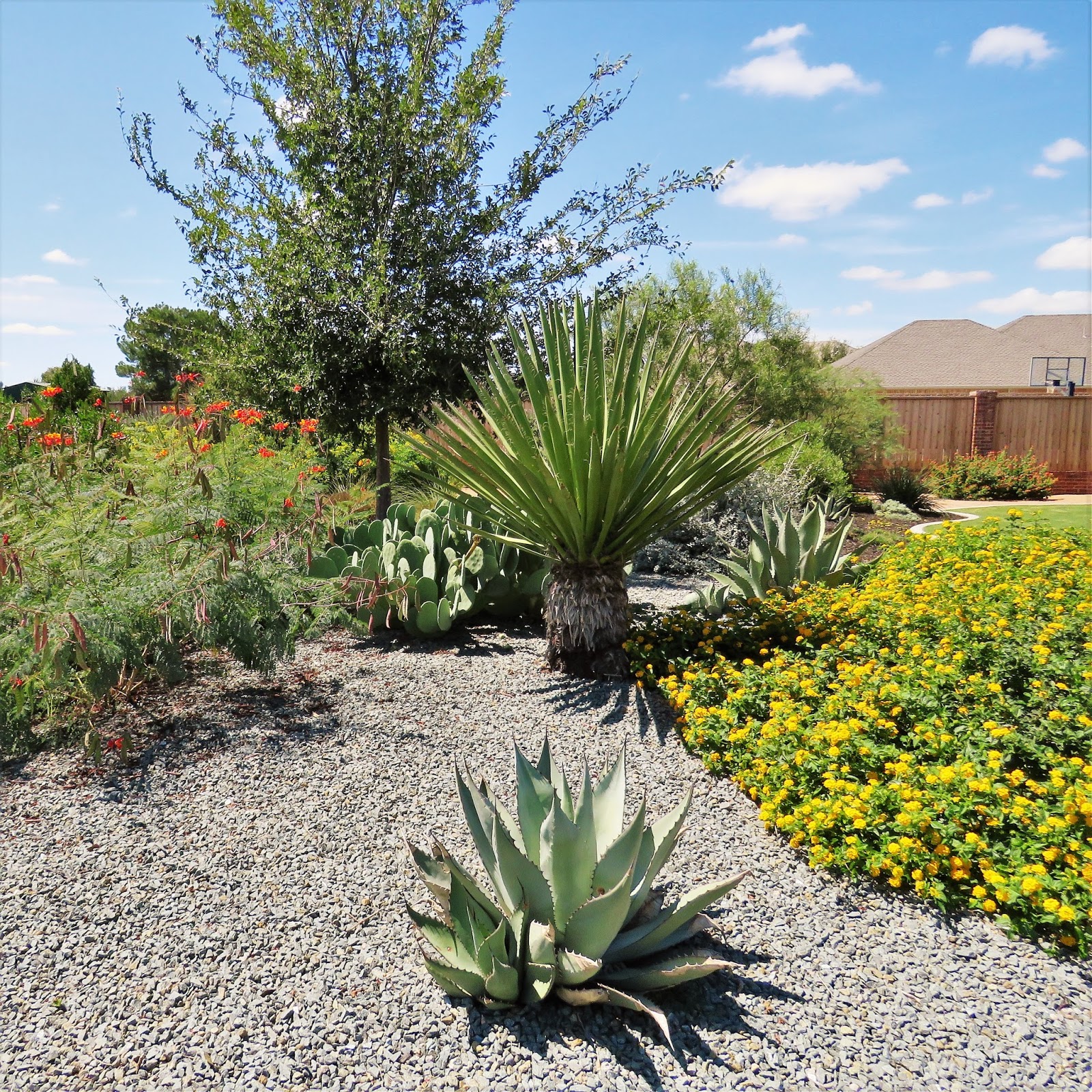 El Despoblado: modern xeriscaping 2016