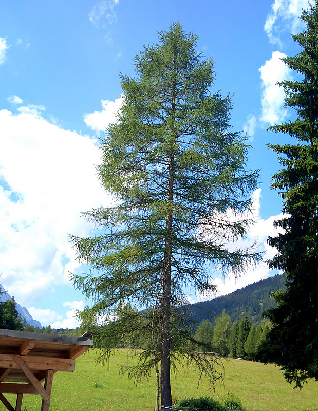 Árboles con alma: Alerce. (Larix decidua)