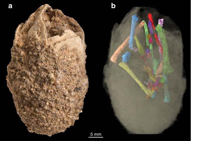 Mesozoic Musings at Jurassic Forest: Palaeontology is a Real Science ...
