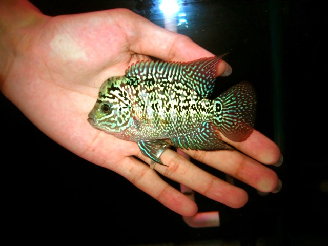 Flowerhorn The Hybrid Cichlids: King Kamfa and Kamfa