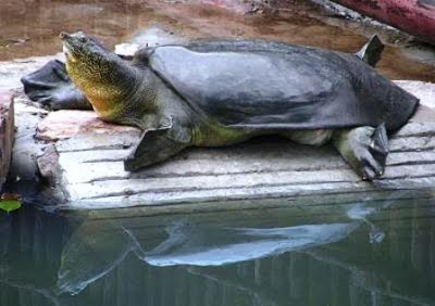 El Gran Mundo Mágico: La tortuga más grande y rara del mundo