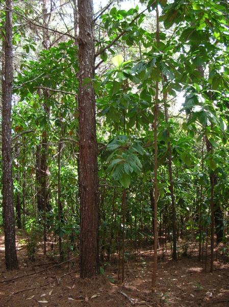 The ancient food of the ANDES: THE ANDEAN QUININE TREE.