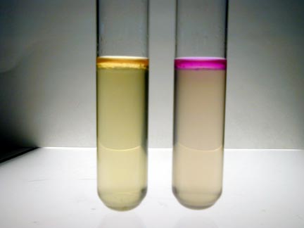 Microbiología para bioanálisis