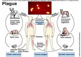 Bubonic Plague: Mode of Transmission of Bubonic Plague