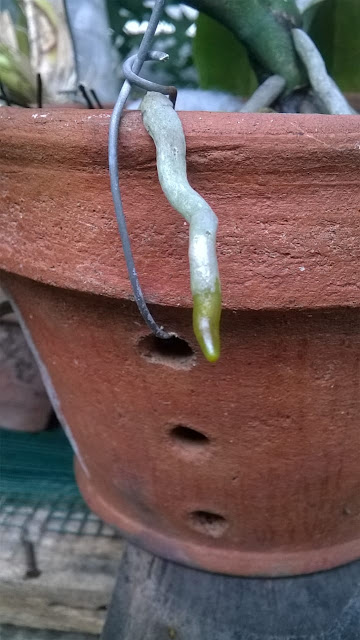 TISSUE CULTURE AND ORCHIDOLOGI: Mengenal Akar Anggrek