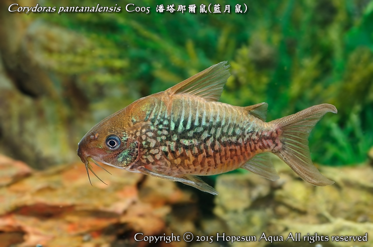 鴻順魚坊: Corydoras pantanalensis C005 潘塔納爾鼠(藍月鼠)