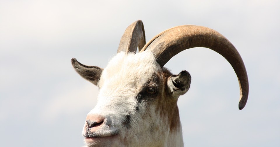 EM ÉPOCA DE CRISE, TODOS QUEREMOS UM BODE EXPIATÓRIO