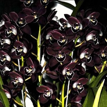 Charming Flowers: Bunga Anggrek