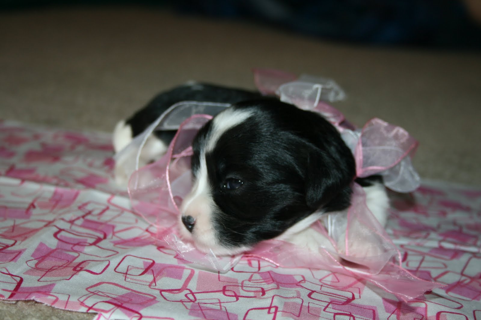 Available Puppies: Havanese puppies are 2 weeks old with their eyes open!!