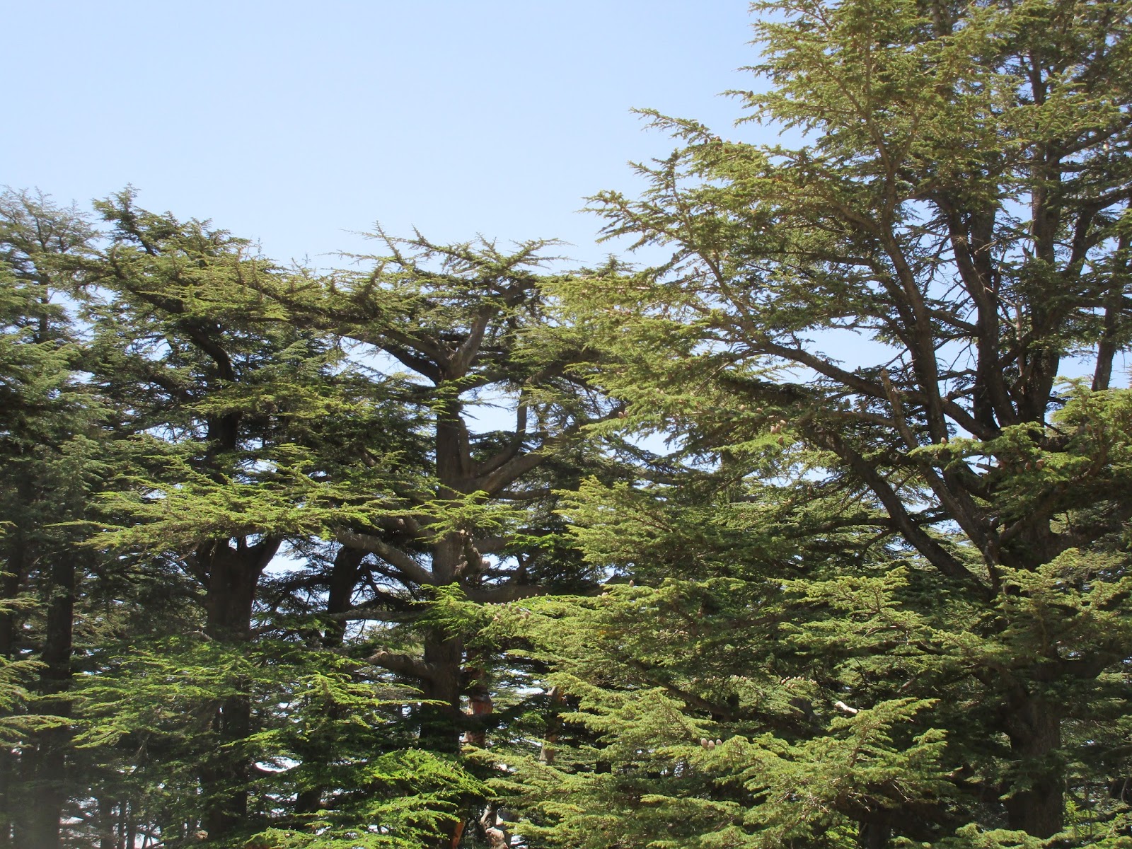 Cedars Of Lebanon