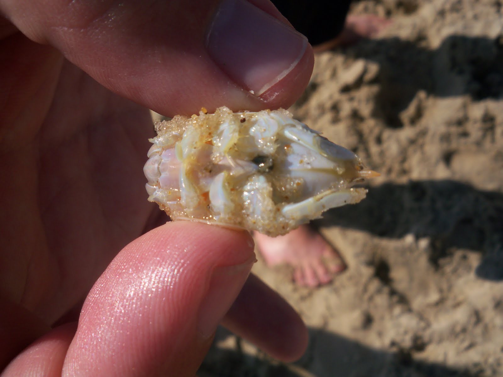 A Kid's Guide to Exploring Nature: More on Mole Crabs