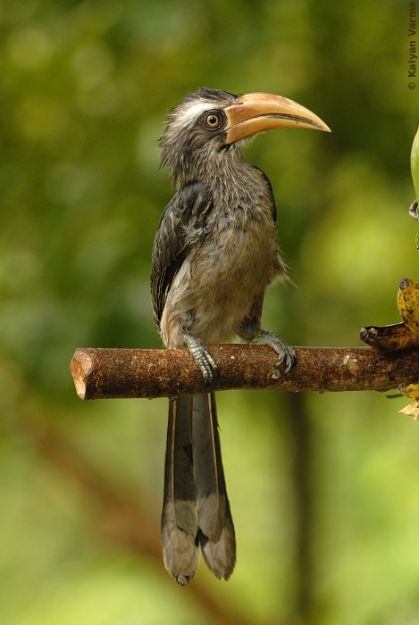 BIRDS: Kozhi –Vezhambal
