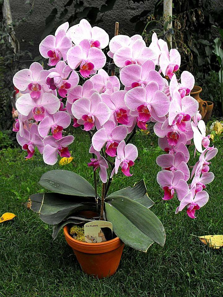 ORQUIDEAS