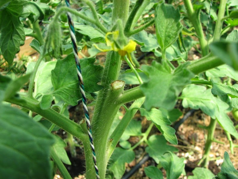 Casuta noastra: Rosii - copilirea