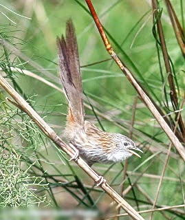 Mengenal Burung Ciblek - Kenariku