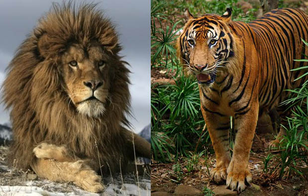 Fauna Dan Flora : Hewan Karnivora