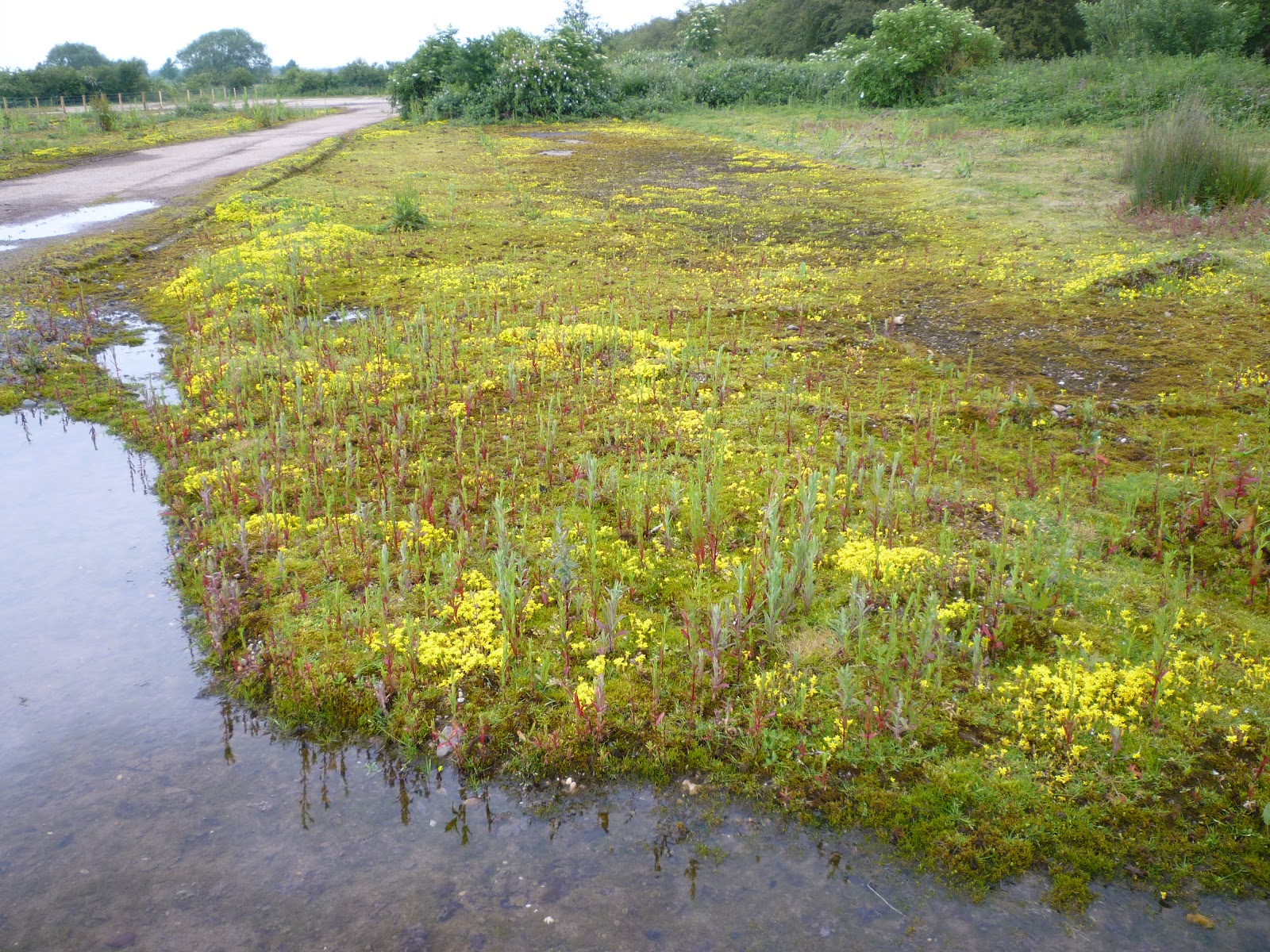 Exmouth Birder: Staffs Birding