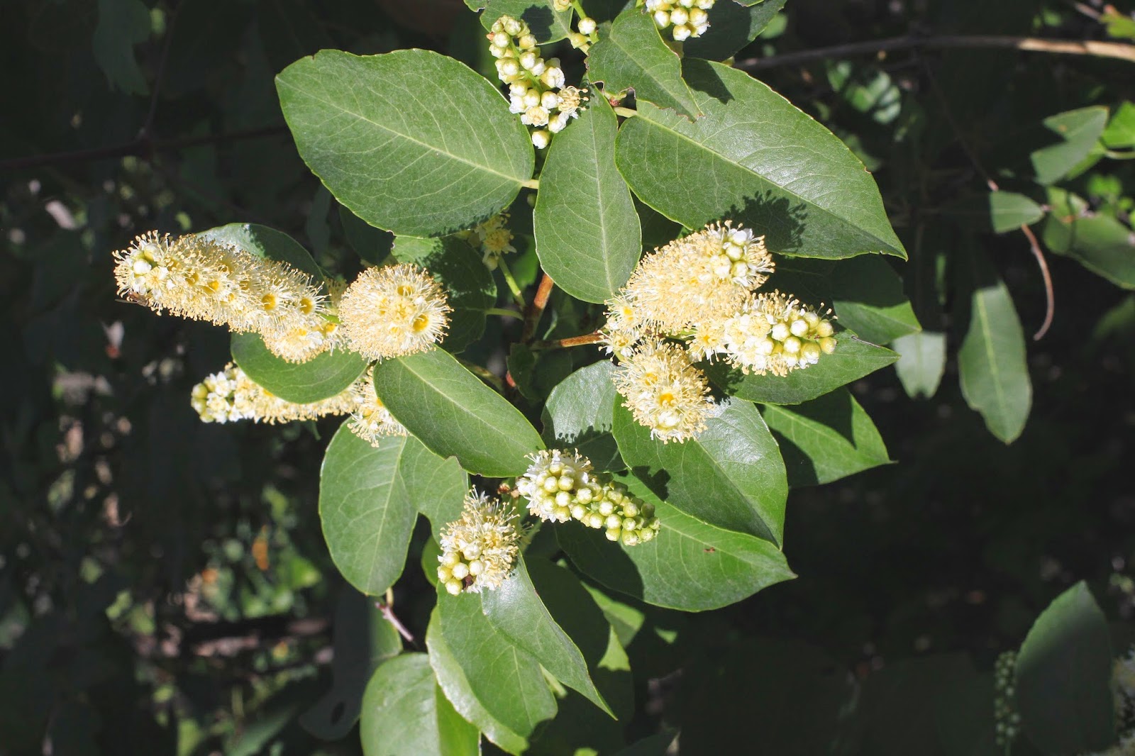CA Native Garden: Roadside Attractions