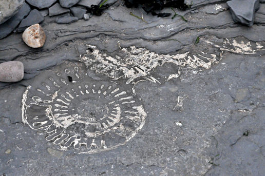 AJ's Geo Blog: Kilve Beach, Fossils and all