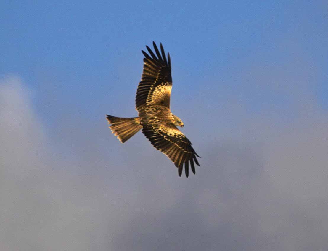 Derek Bird Brain: The Sky is full of Kites