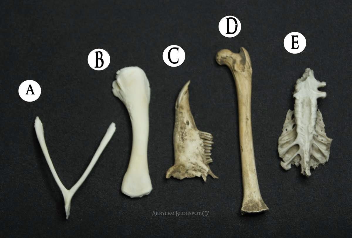 zkušební: Barva kosti / Colour of Bones