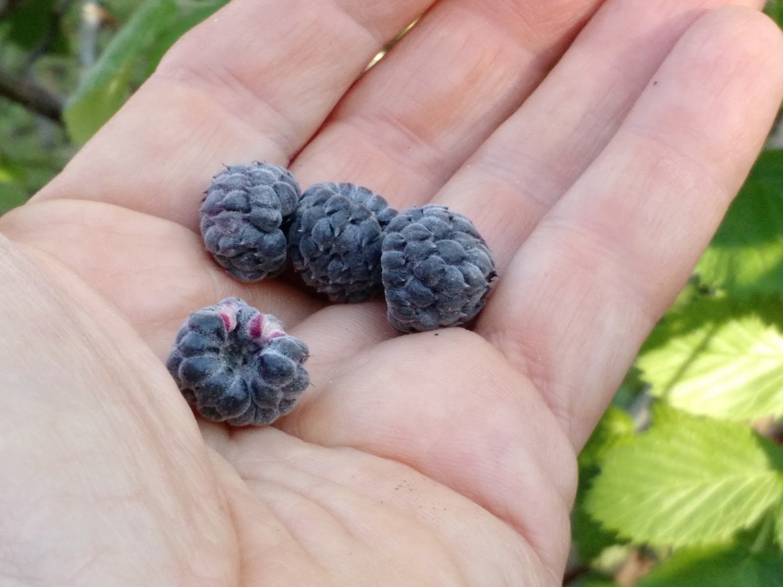 Simply Living: Who says you can't grow raspberries in Florida!