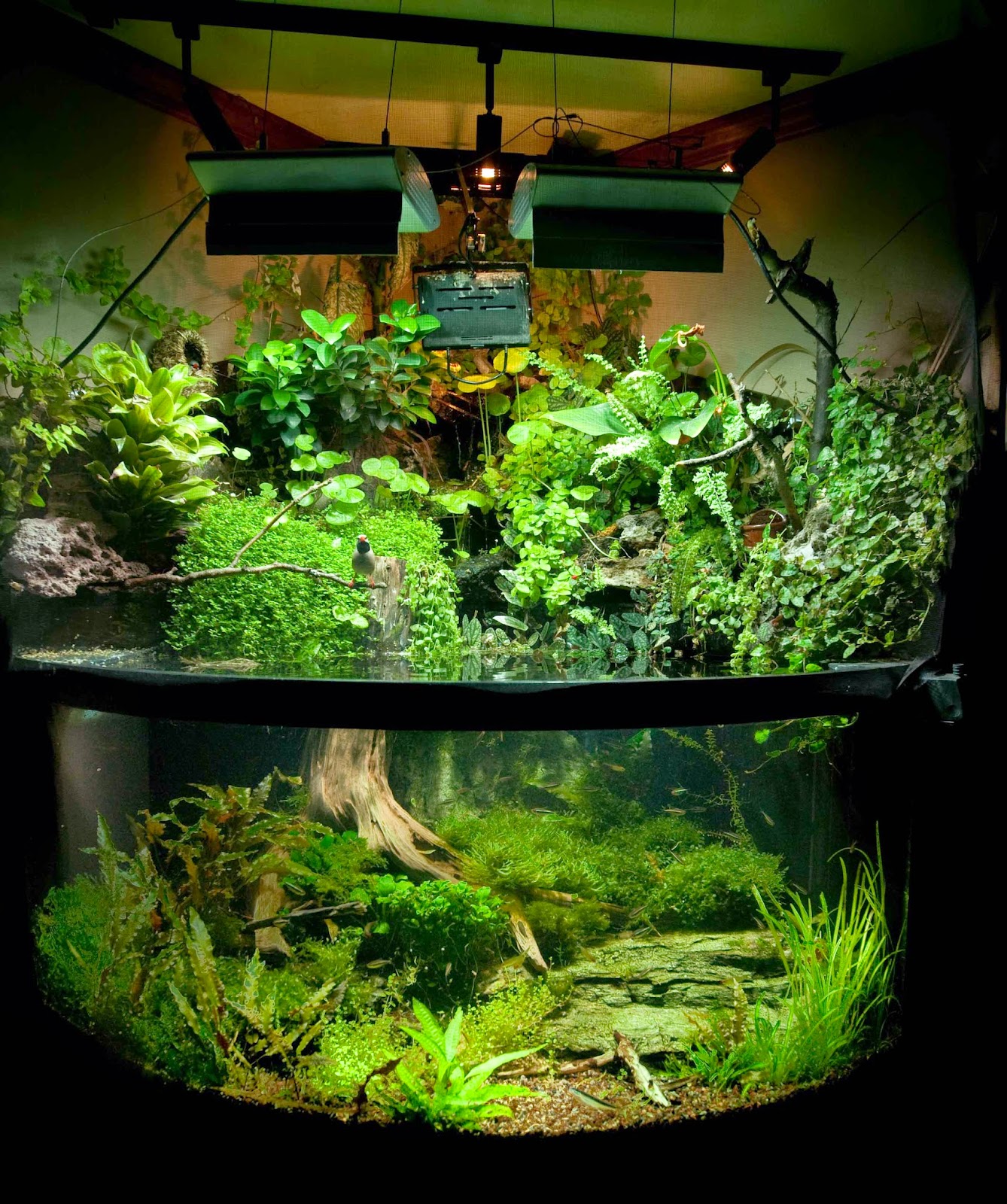 aquaplantarium: Mengenal Tanaman Air