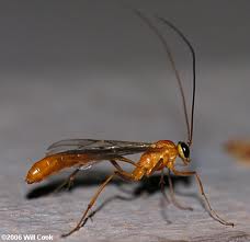 MUSUH ALAMI-PREDATOR: Predator dan parasitoid utama ulat pengorek batang