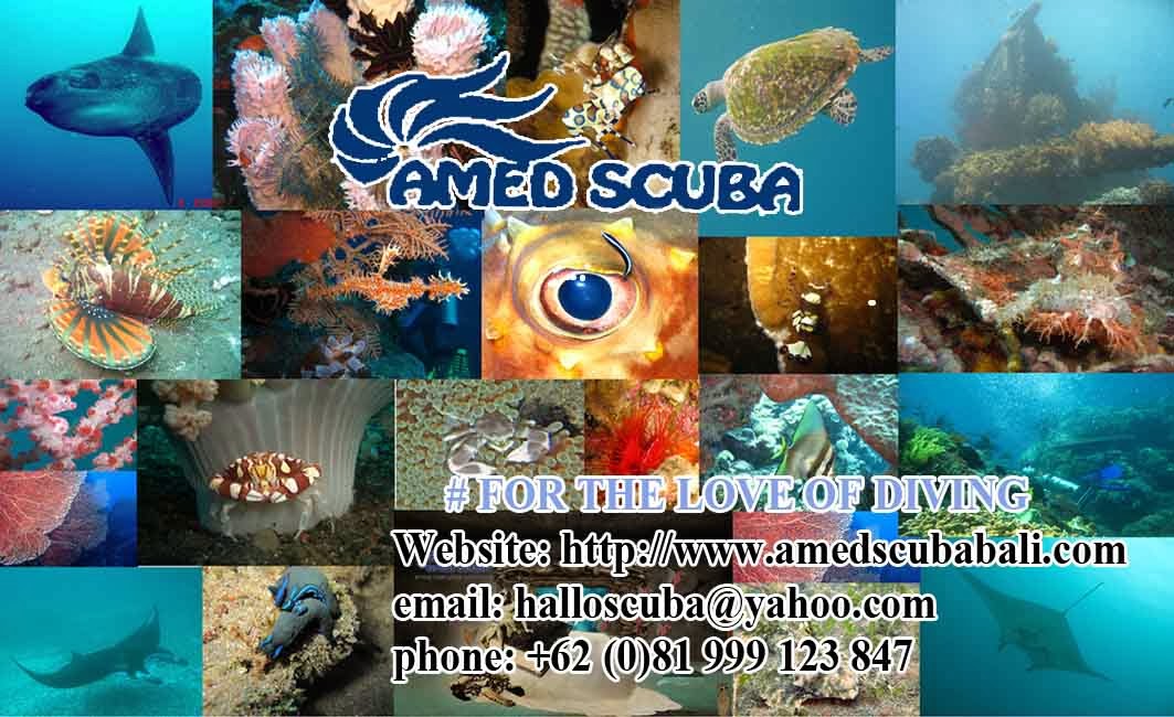 AMED SCUBA BALI DIVING CENTER # FOR THE LOVE OF DIVING: BALI