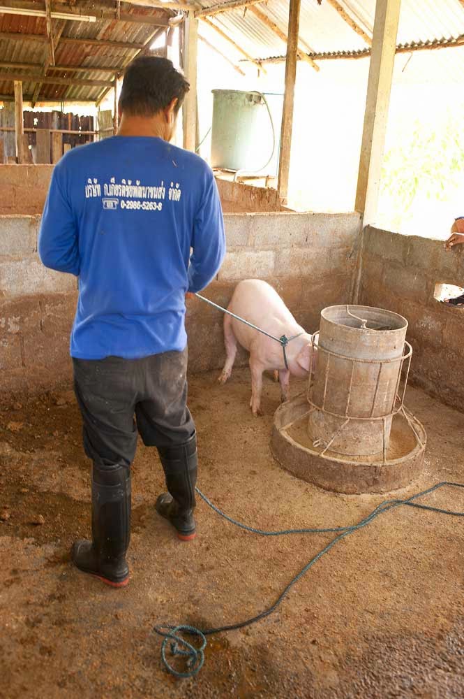 Allen's World: Squeal Like A Stuck Pig, Bleed Like A Stuck Pig