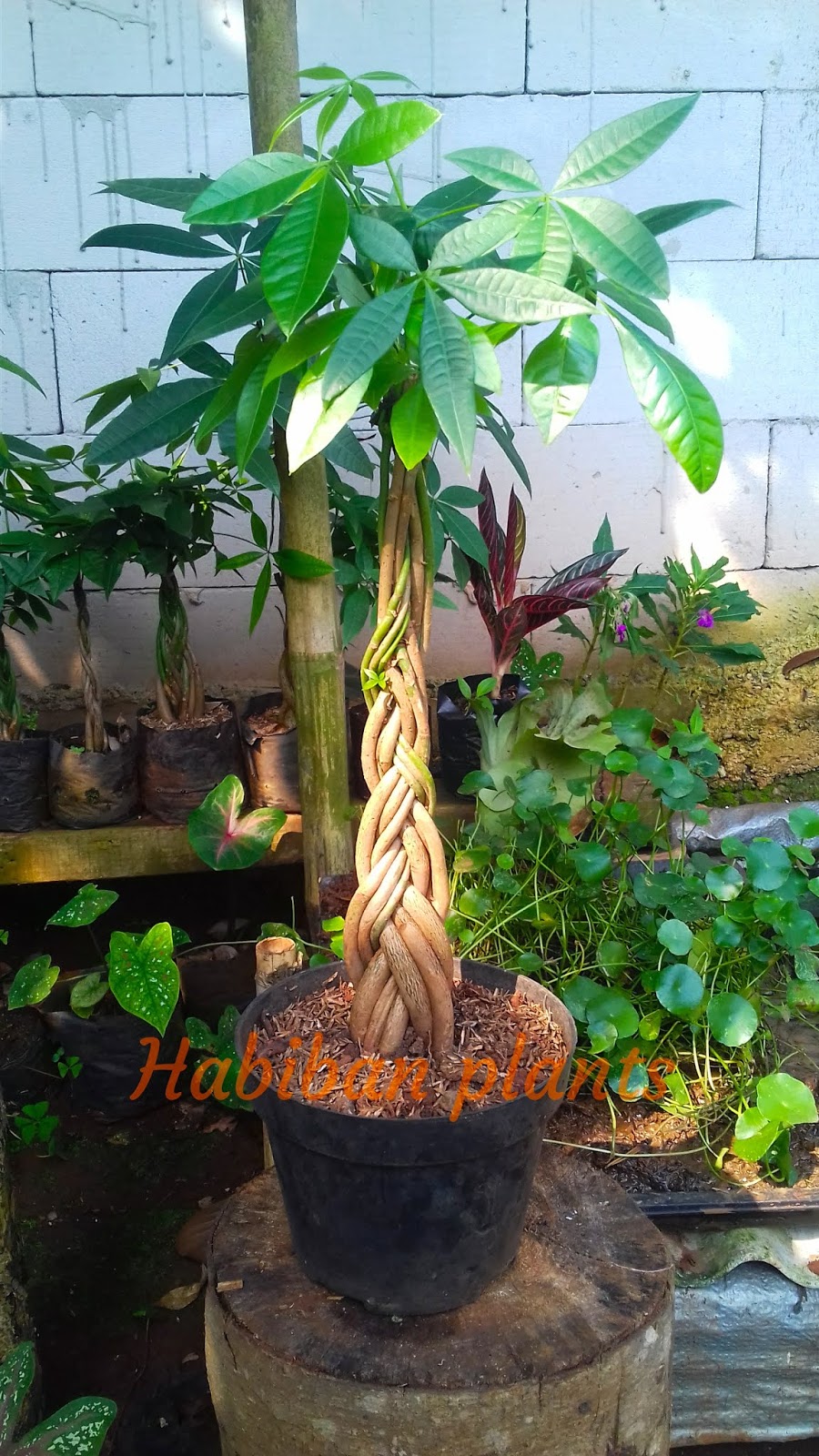 Jual Pohon Pachira aquatica | Money tree | | Habiban Plants