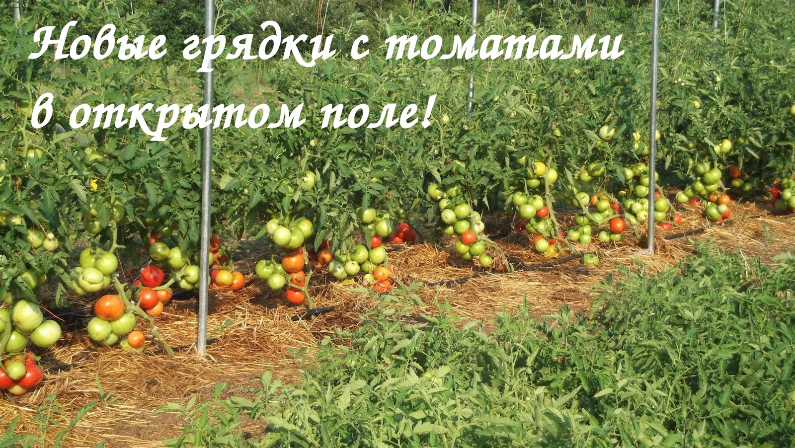 Уральский огород - без особых хлопот!: ТОМАТНОЕ НАШЕСТВИЕ!