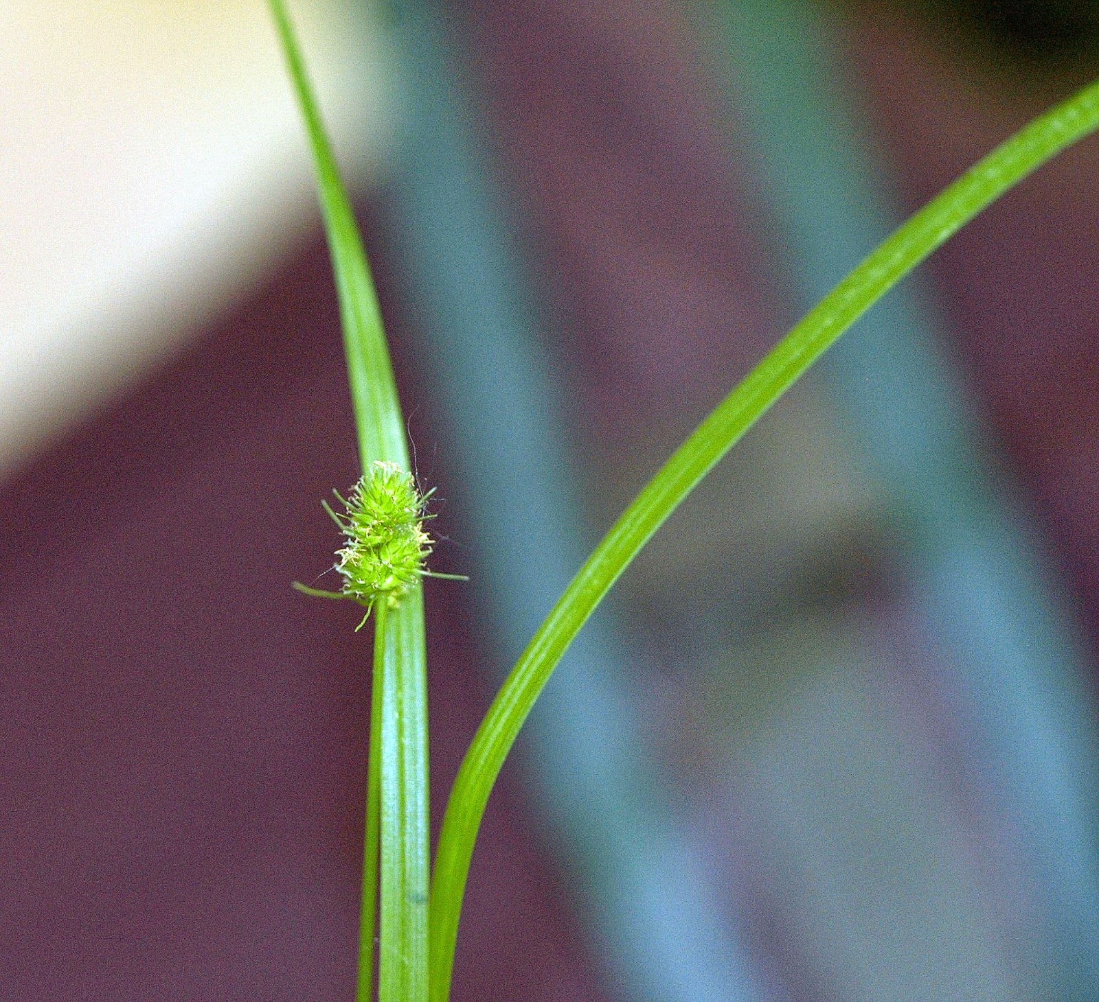 Field Biology in Southeastern Ohio: Carex Sedges part 2-star, spiny ...
