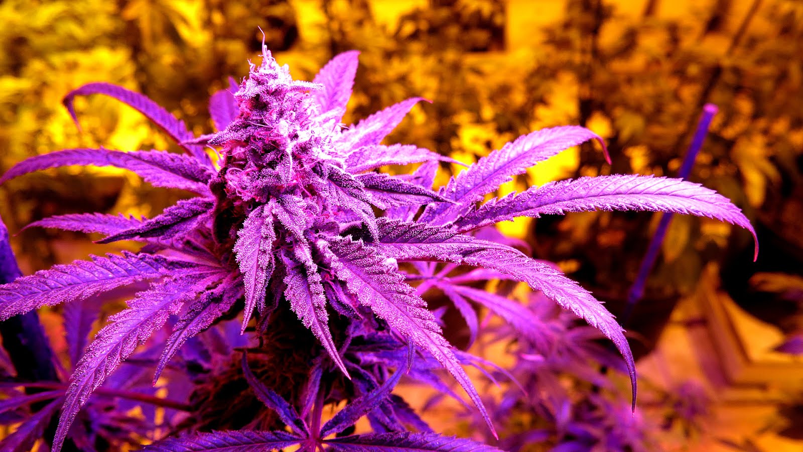 How Do You Grow Purple Weed Purple Choices