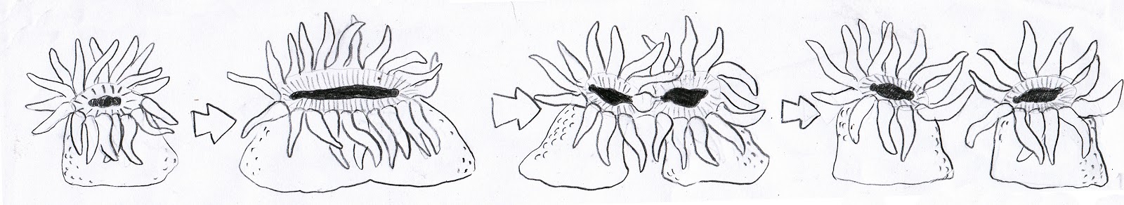 BIOBLOG DE ANTONY: REPRODUCCIÓN ASEXUAL EN ANÉMONAS DE MAR