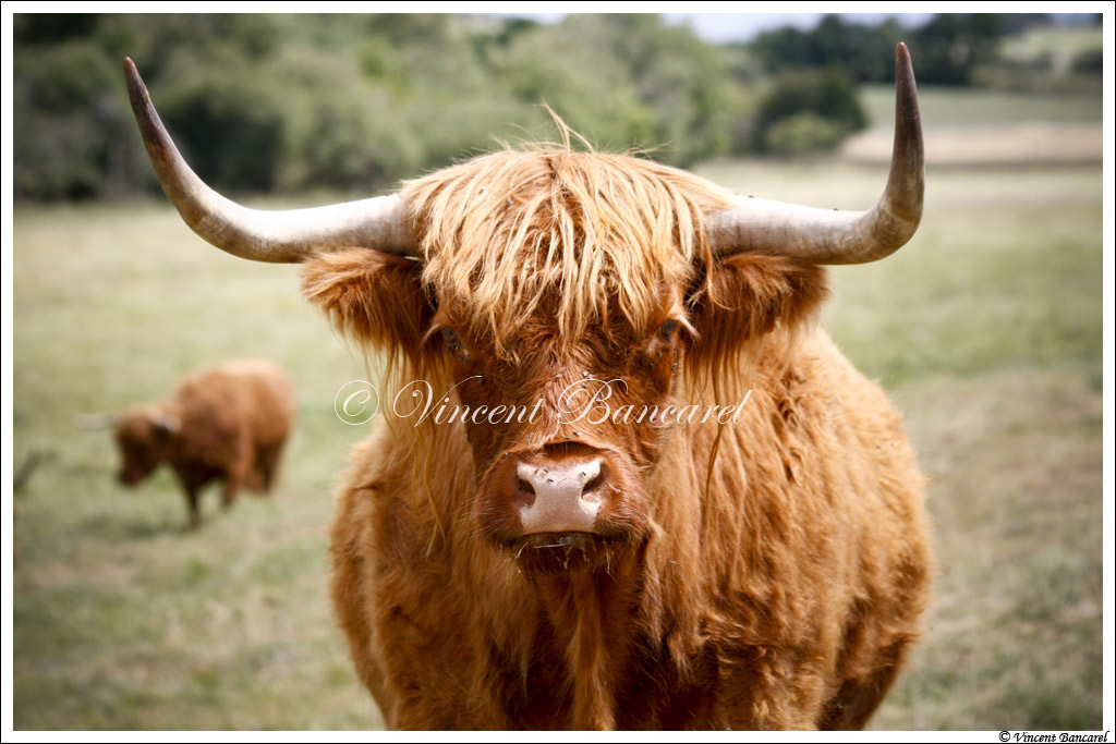 Focus nature: Vaches Irlandaises
