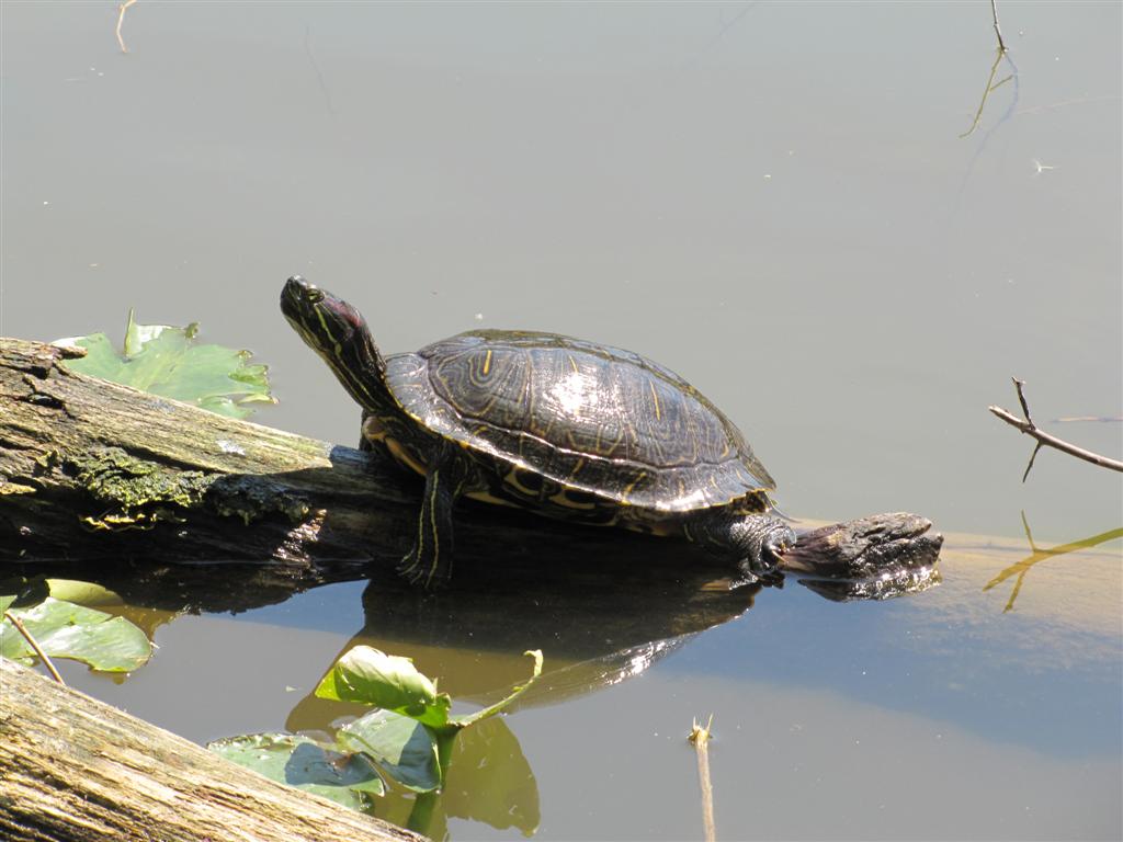 Viewing nature with Eileen: Birding the Hashawha Nature Center