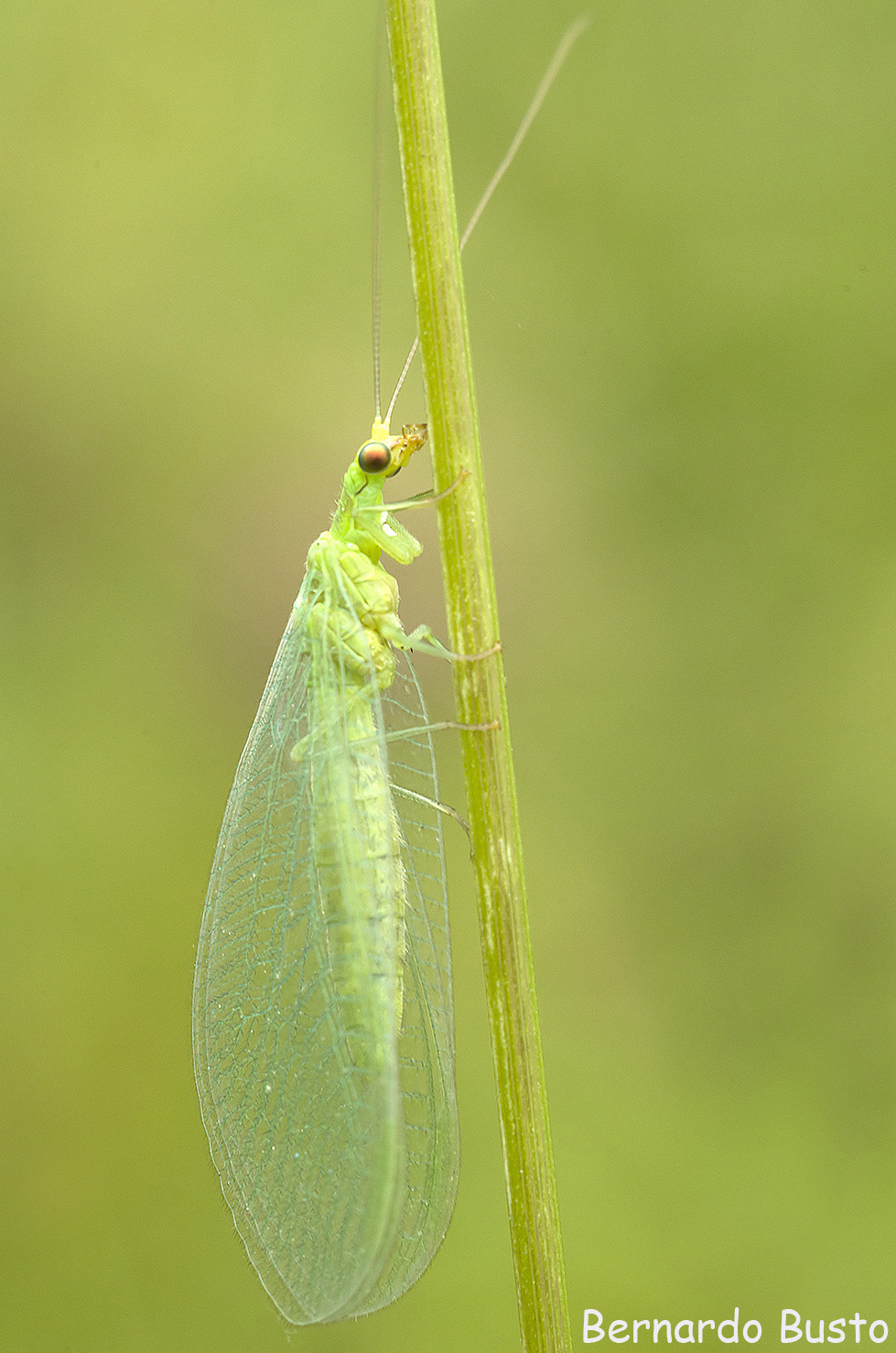 RÍA DE LA VILLA: Crisopas