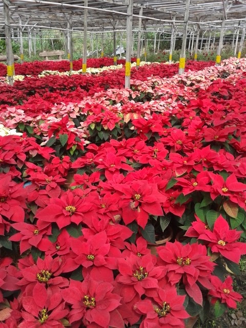 ENJOY'S OUR LIFE: BUNGA BUNGA DI KUNDASANG SABAH