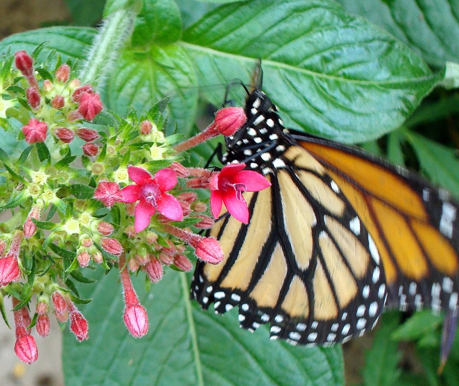 among the trees: butterflies of Brazil