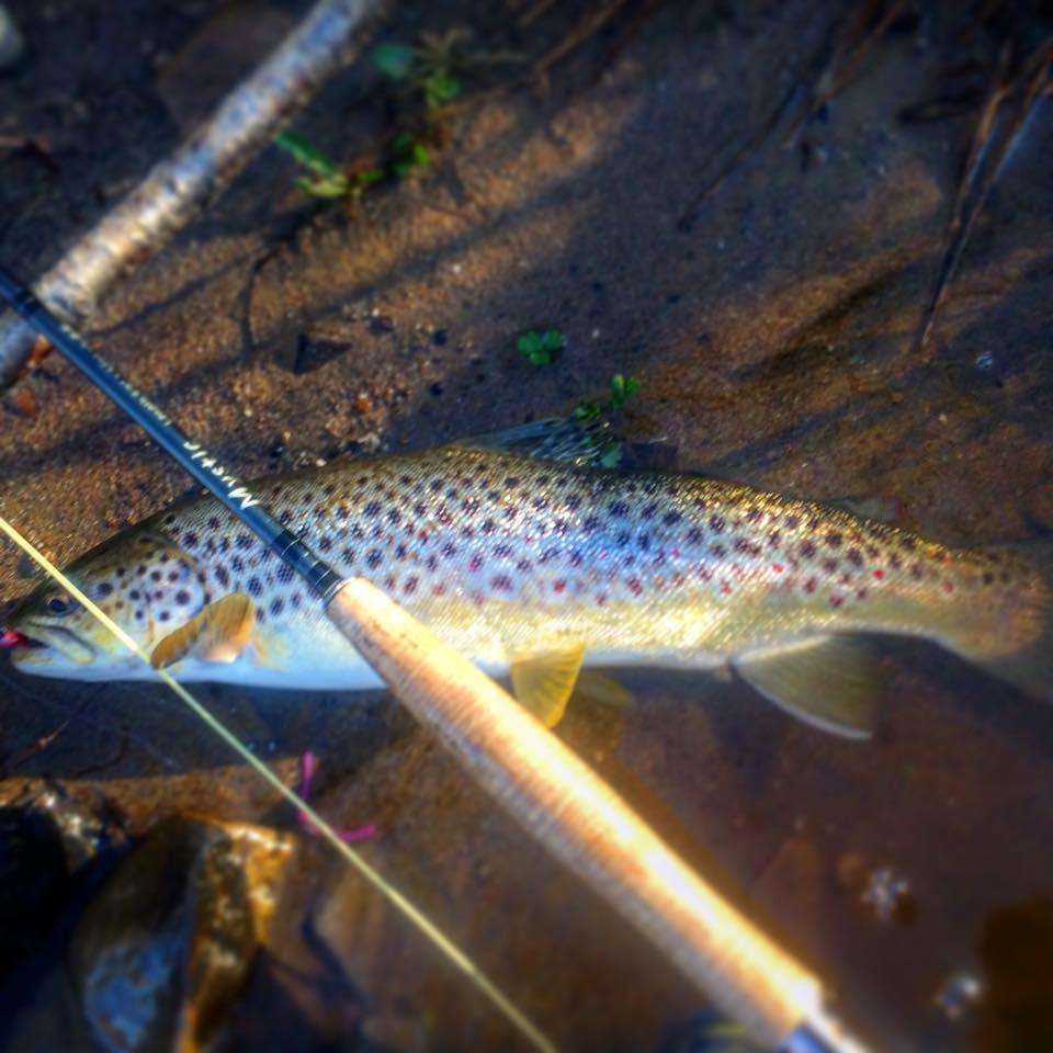 Autumn Siren Flies: Photo Gallery